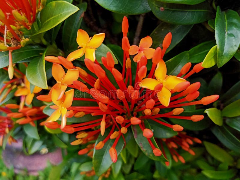 Very Beautiful Ixora Chinensis Plant Stock Photo - Image of nature ...