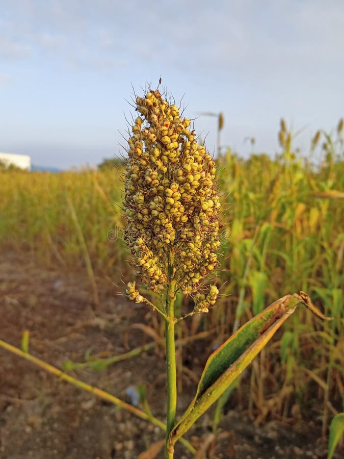 Jawaar Plant Stock Photos - Free & Royalty-Free Stock Photos from ...