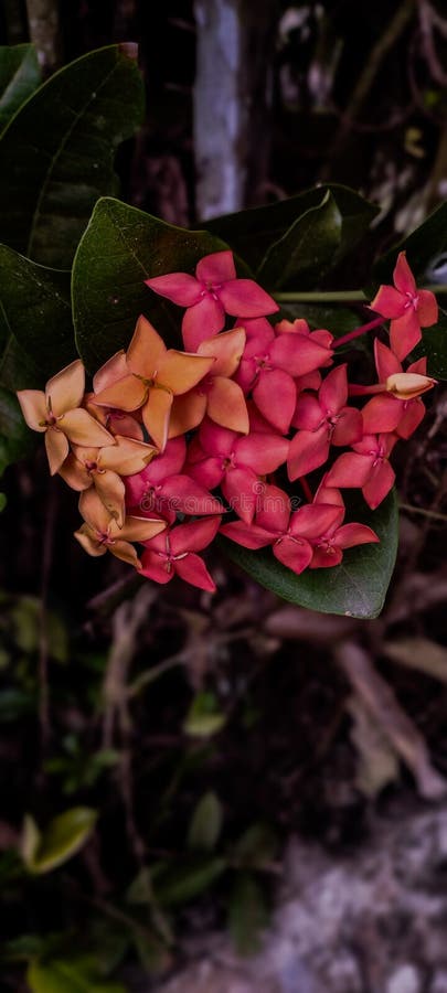 Very Beautiful Jungle Geranium Flowers Stock Photos - Free & Royalty ...