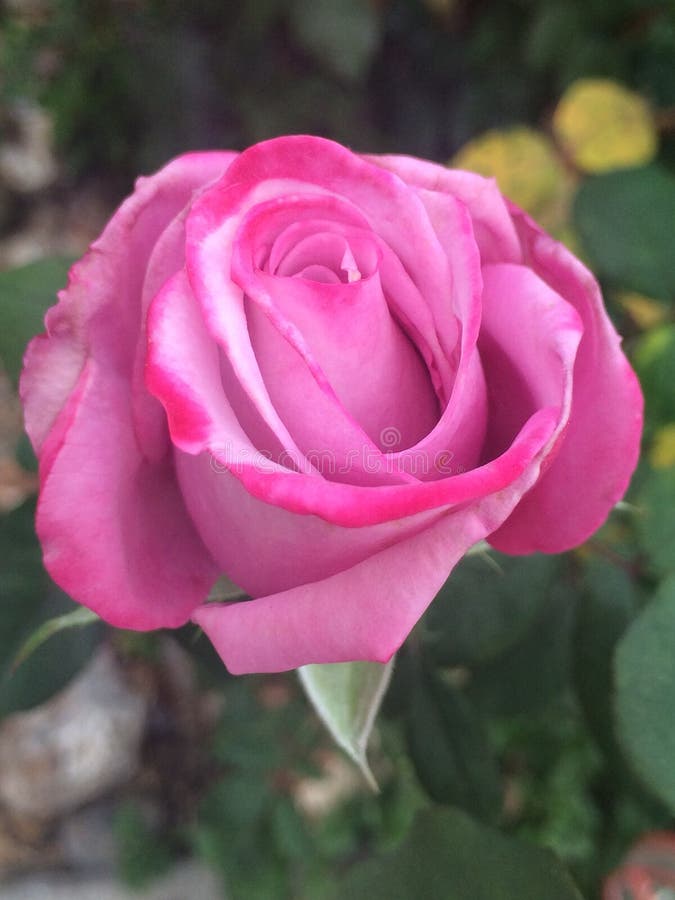 A lavender rose stock photo. Image of beautiful, rose - 120262596