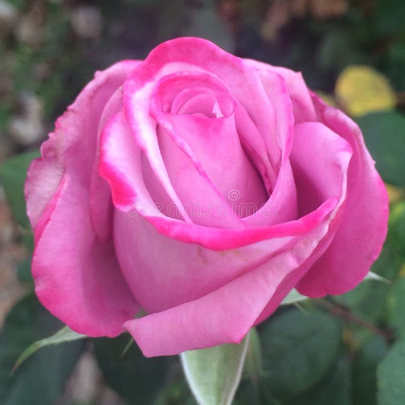 A lavender rose stock image. Image of lavender, colored - 120262599