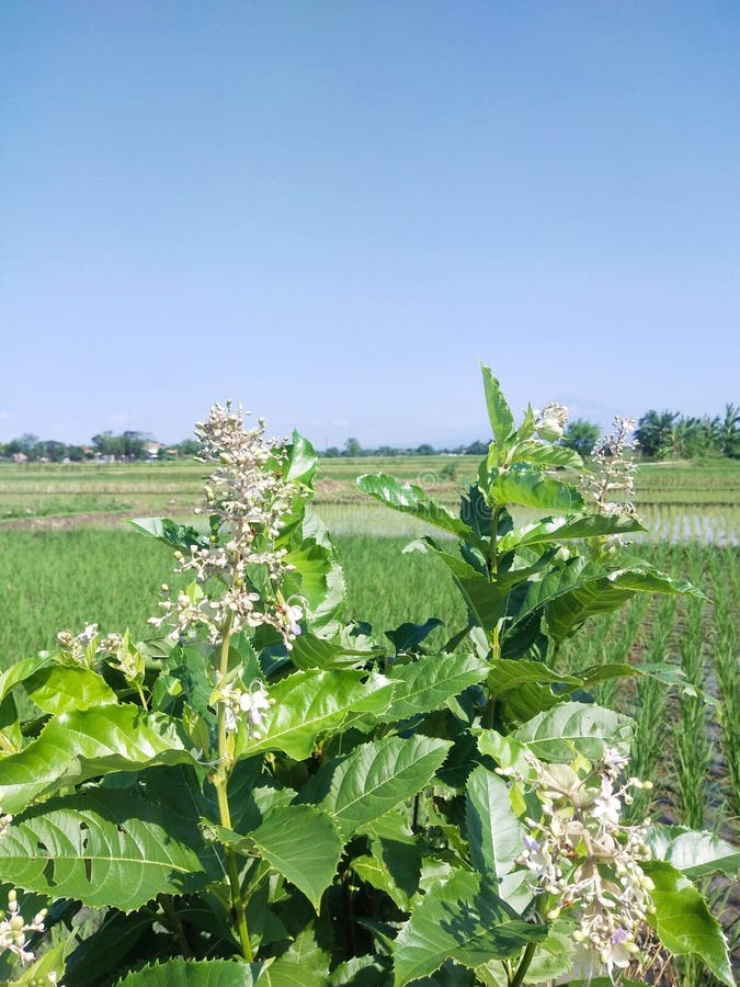 A Very Beautiful Leaf that Can Cool the Eyes of Everyone Who Sees it ...