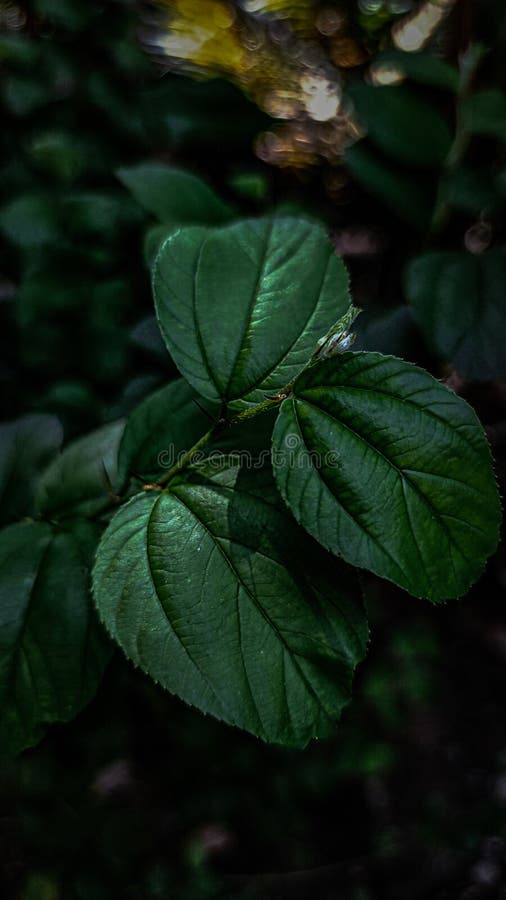 Very Beautiful Leaves, these are Bidara Leaves from Indonesia Stock ...