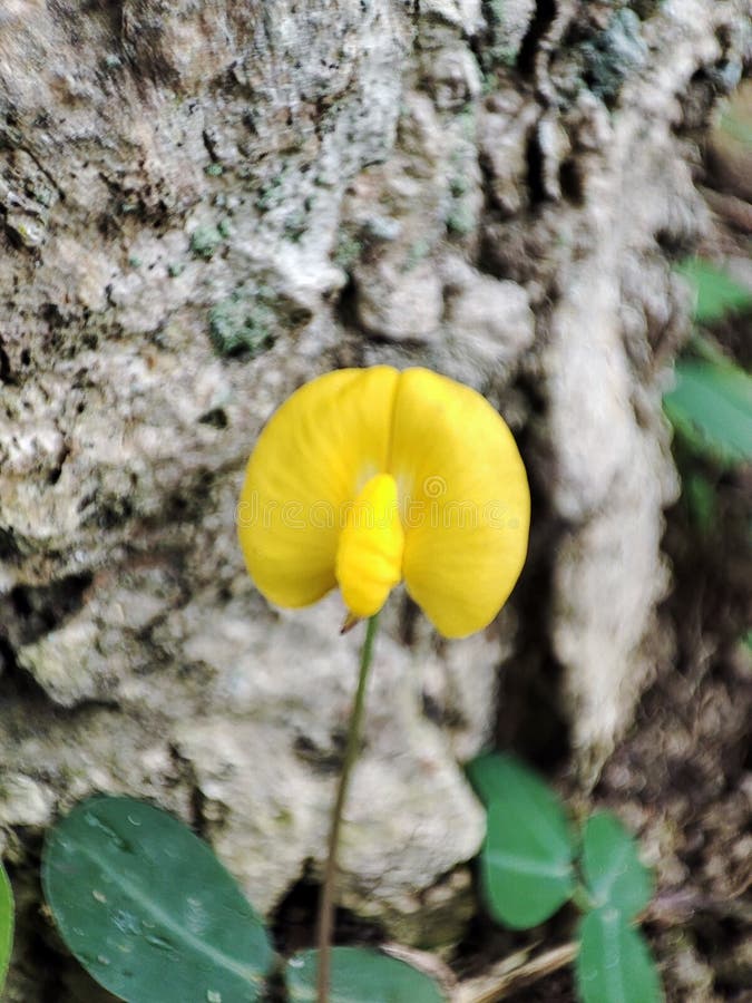 Very Beautiful Little Yellow Bird Flower Stock Photo - Image of ...