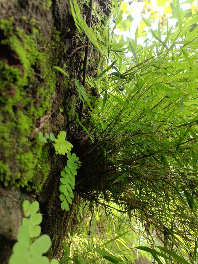 Very Beautiful Mini Bamboo Tree Stock Photo - Image of plant, green ...