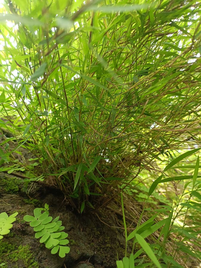 Very Beautiful Mini Bamboo Tree Stock Image - Image of amazing, tree ...