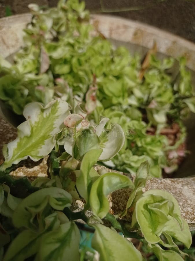 Very Beautiful Mini Green Plan in Srilanka Stock Photo - Image of ...