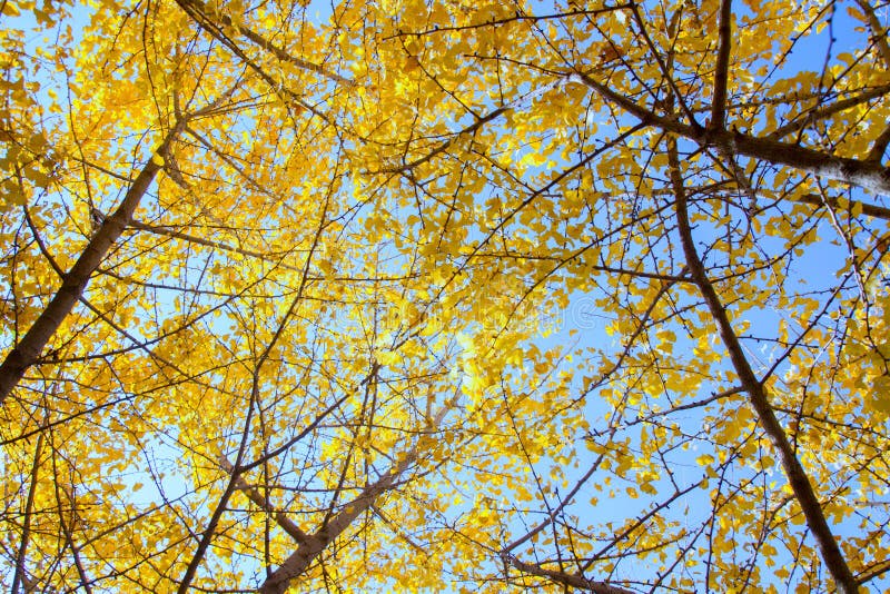Very Beautiful Momiji Leaves Stock Image - Image of sunlight, plant ...