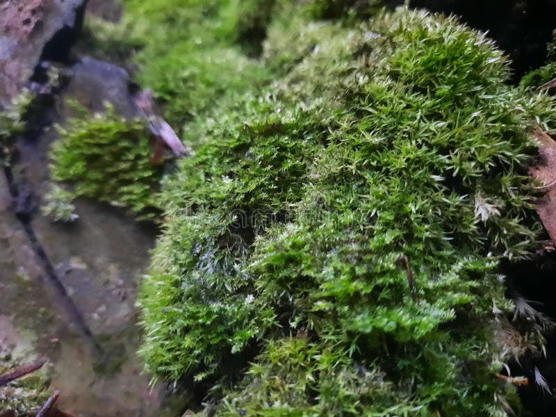 Very Beautiful Moss that Grows on Trees Stock Photo - Image of grows ...