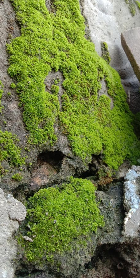 Very Beautiful Moss Plants Grow on Rocks Stock Image - Image of flower ...