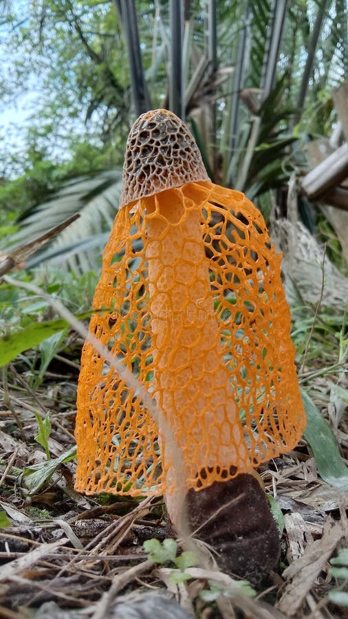 Very Beautiful Mushroom in the Morning Stock Image - Image of morning ...