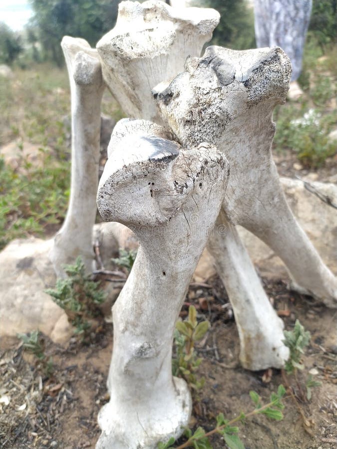 Very Beautiful and Natural Bone Image Stock Photo - Image of beautiful ...