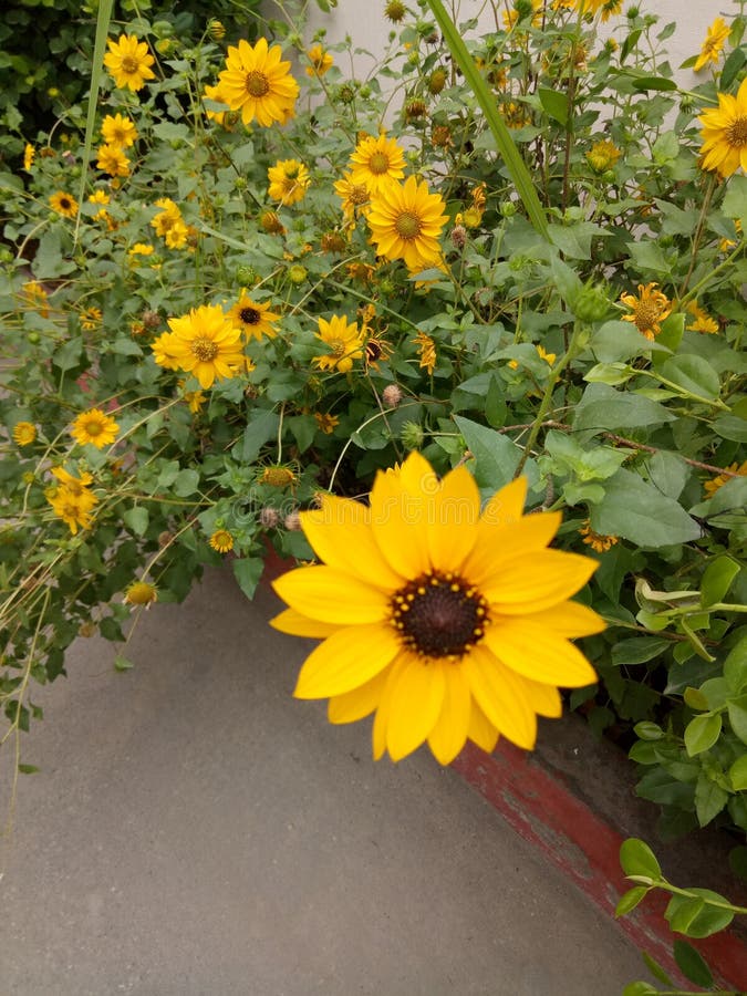 So Very Beautiful Natural... Stock Image - Image of nice, looking ...