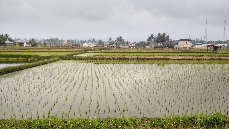 Very Beautiful Natural View of Rice Fields Stock Image - Image of ...
