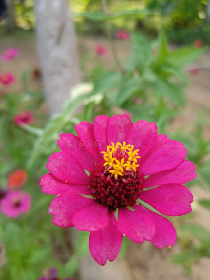 A Very Beautiful Nature Flower Stock Photo - Image of handphone, nature ...