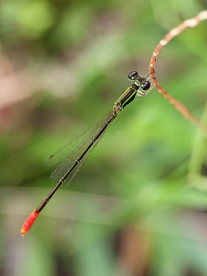 Very Beautiful Needle Dragonfly Stock Photo - Image of green, animal ...