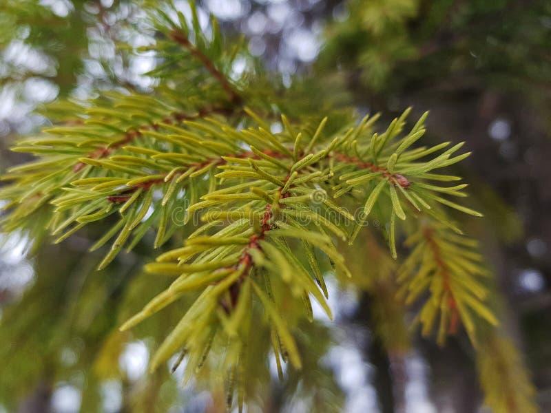 Beautiful Needles and Needles of a Christmas Tree or Pine on a Branch ...