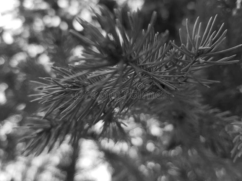 Beautiful Needles and Needles of a Christmas Tree or Pine on a Branch ...