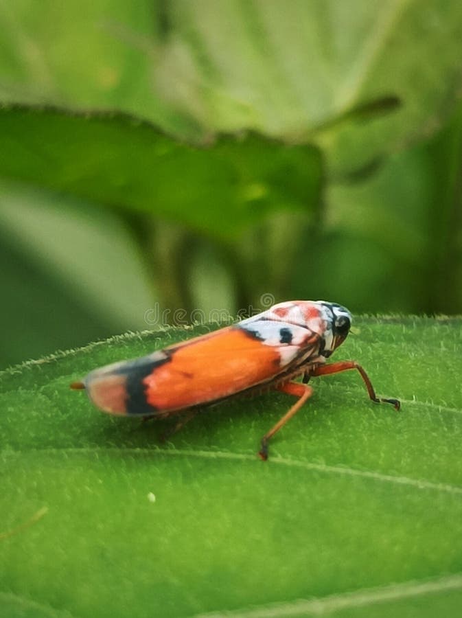 Very Beautiful Orange Insect Stock Photo - Image of insect, green ...