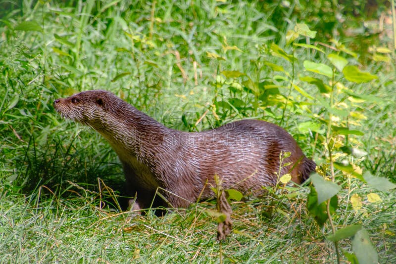 Very beautiful otter stock photo. Image of life, playful - 156490106