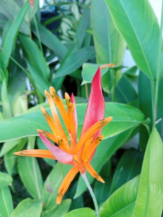 Very Beautiful Outdoor Ginger Flower Stock Photo - Image of flower ...