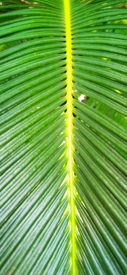 Very Beautiful Palm Tree Leaf Structure Stock Image - Image of grass ...