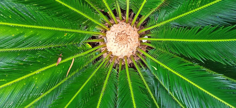 Very Beautiful Palm Tree Leaf Structure Stock Image - Image of plant ...