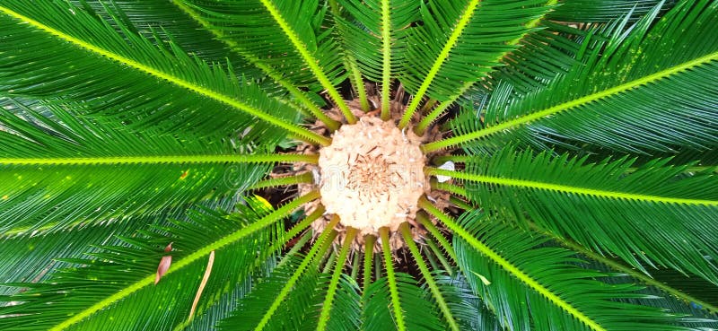 Very Beautiful Palm Tree Leaf Structure Stock Image - Image of ...