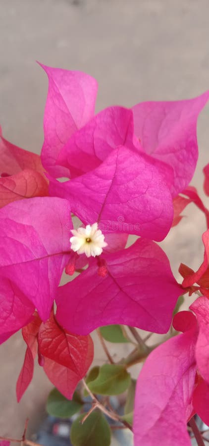 Very Beautiful and Beautiful Paper Flowers Stock Image - Image of paper ...