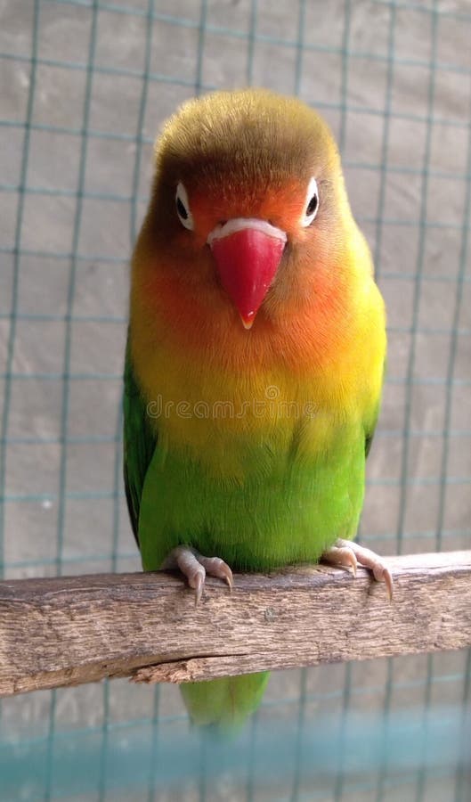Very beautiful parakeet stock photo. Image of animal - 271741654