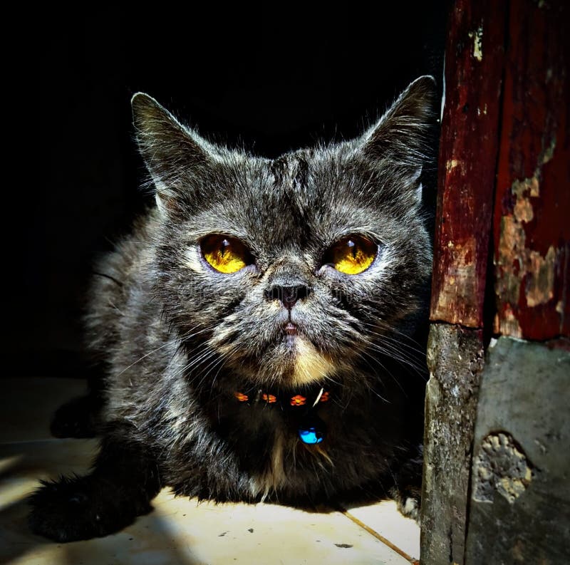 Very Beautiful Persian Cat with Sharp Eyes Stock Photo - Image of ...