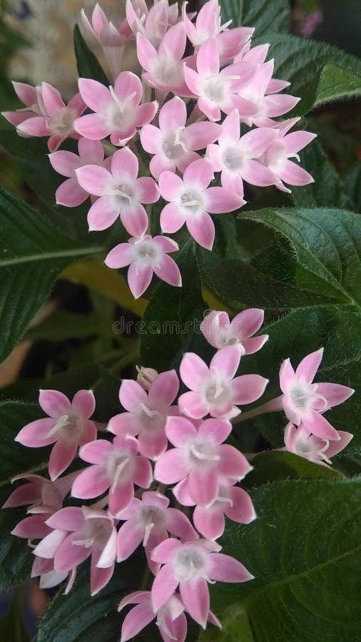 Very Beautiful Pink Flower Buds Stock Photo - Image of lilac, pink ...