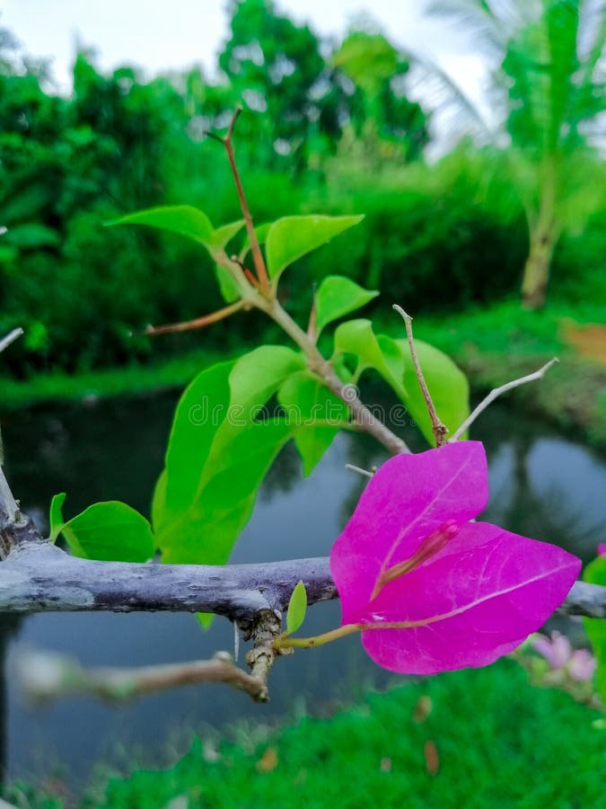 Very Beautiful Pink Flowers Stock Photo - Image of grass, petal: 205175094
