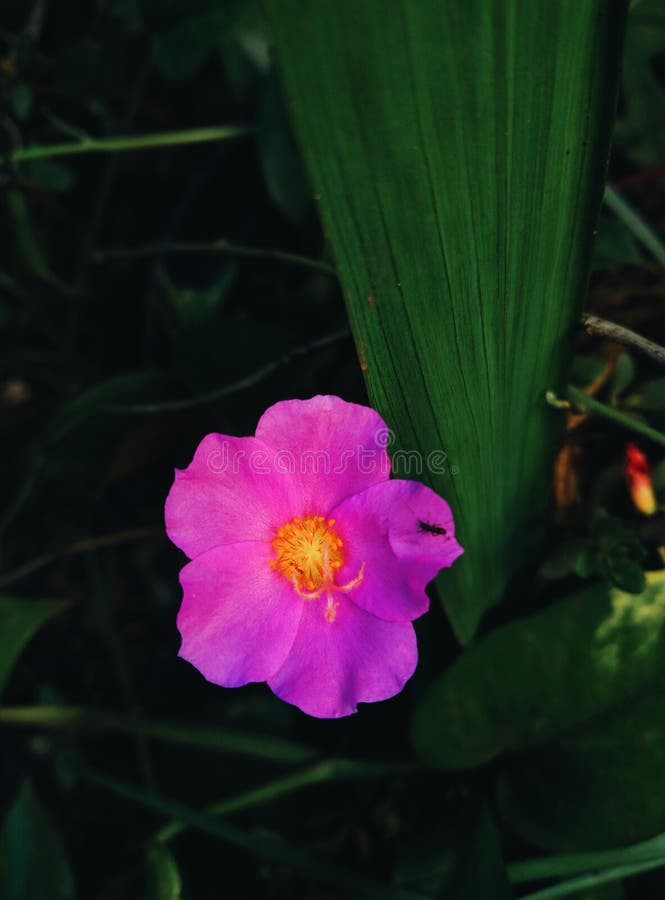 Very Beautiful Pink Flowers in the Yard Stock Image - Image of ...