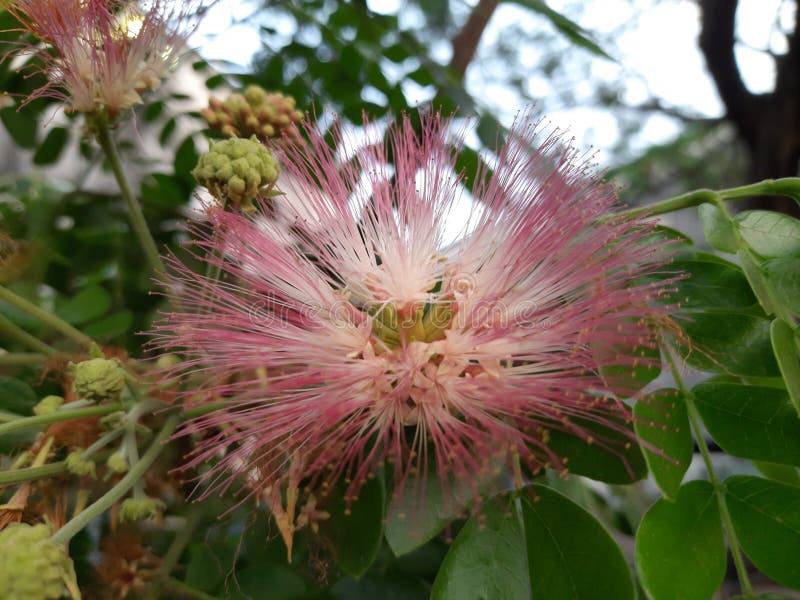 Pink Fower Green Leaf Natural Plant Beautiful in the Garden Stock Photo ...