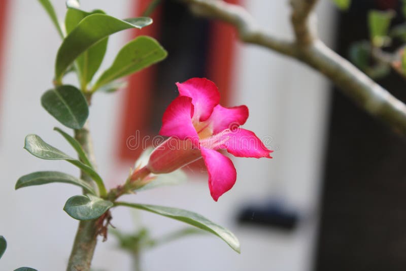 Very Beautiful Pink Sweet Flower Stock Photo - Image of background ...