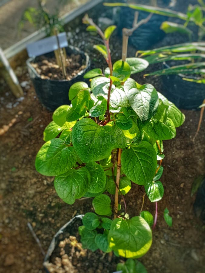 A Very Beautiful Plant and Also Has Stock Photo - Image of plant ...