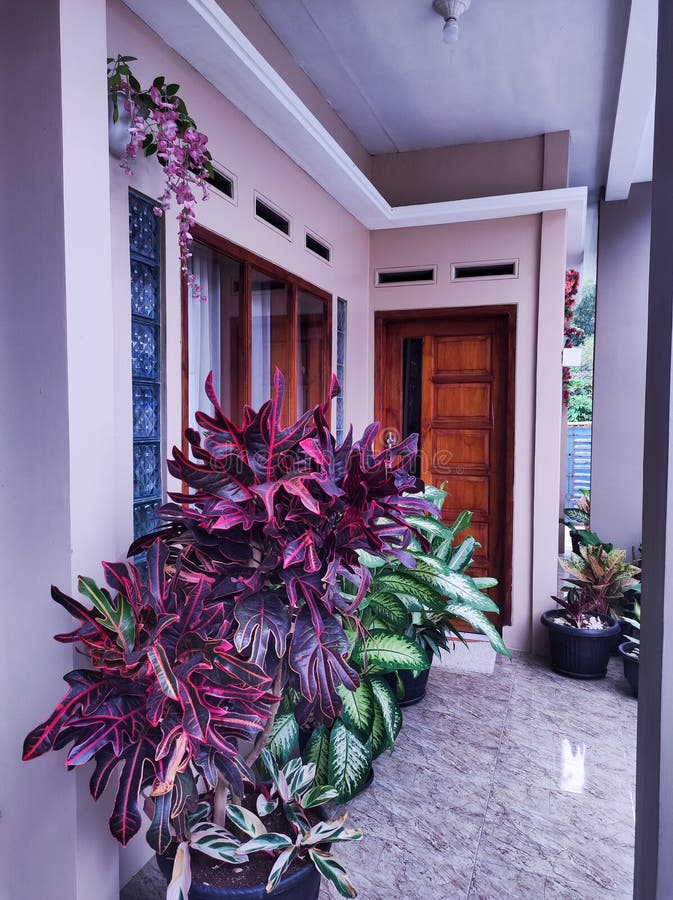 Very Beautiful Plants in Front of the House Stock Image - Image of ...