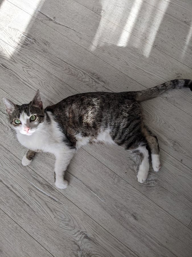 Very Beautiful, Clever and Playful Cat. Stock Photo - Image of kitten ...