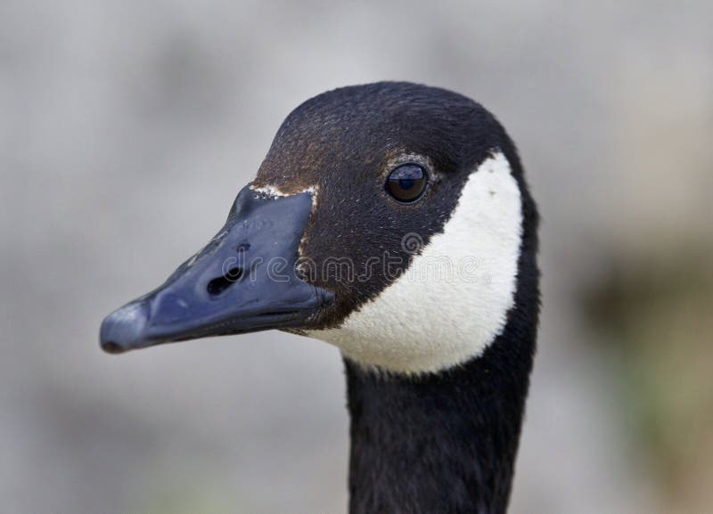 Very Beautiful Portrait of a Canada Goose Stock Image - Image of ...