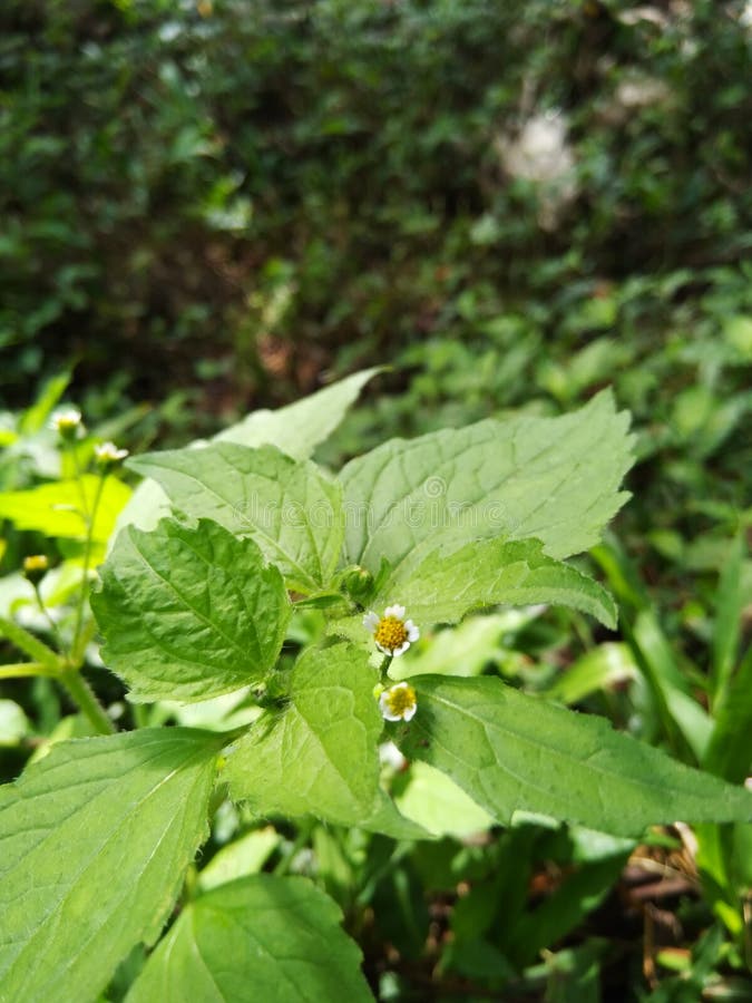 Very Beautiful and Pretty Little Flower Stock Photo - Image of pretty ...