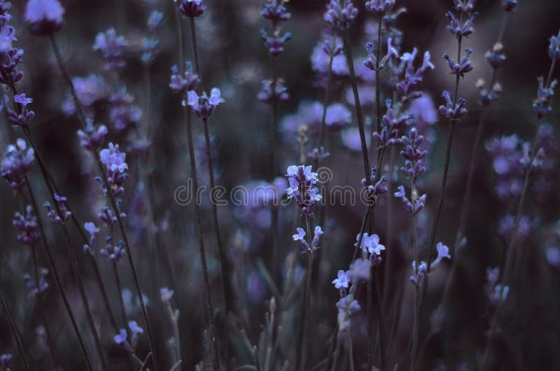Very Beautiful Purple Lavender Stock Image - Image of design, gardening ...