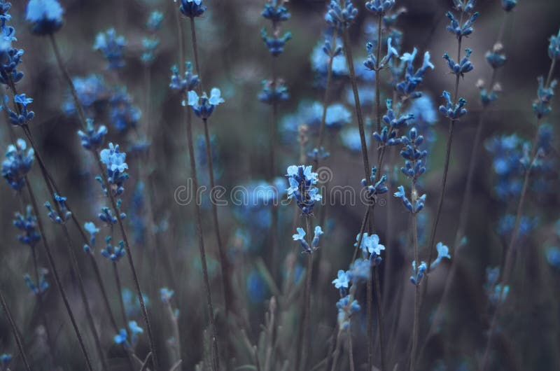 Very Beautiful Purple Lavender Stock Image - Image of blue, bouquet ...