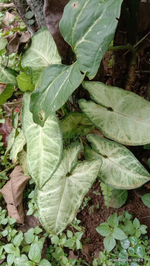 Very Beautiful and Rare Leaves Grow Wild Stock Photo - Image of rare ...