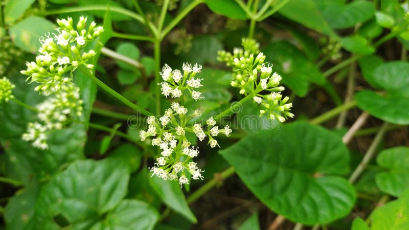 A Very Beautiful and Rare Wild Forest Flower Stock Image - Image of ...