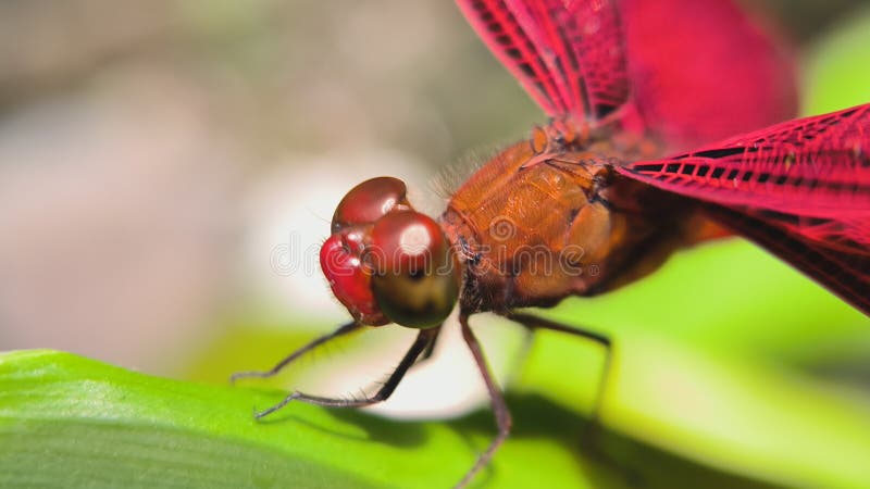 Very Beautiful Red Dragonfly Stock Photo - Image of pest, invertebrate ...