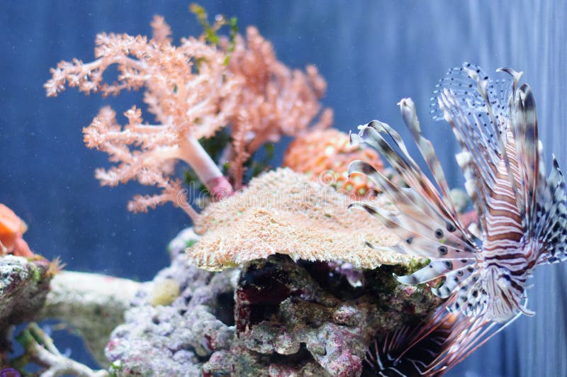 Very Beautiful Red Lionfish Against the Coral Stock Photo - Image of ...