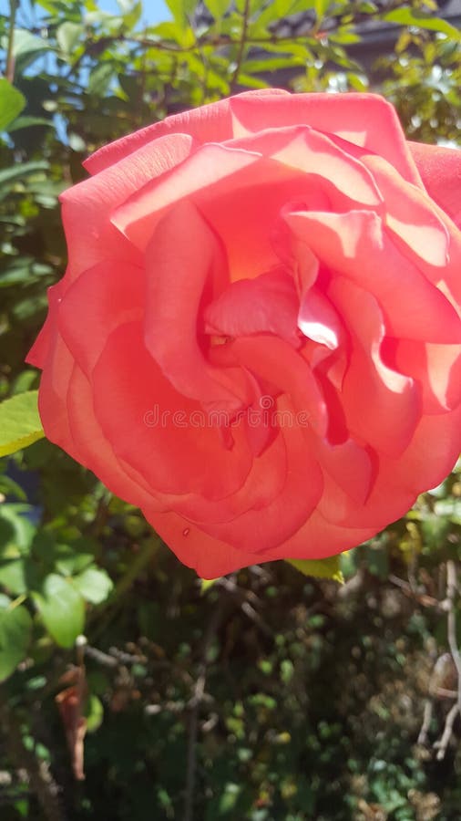 Very beautiful red rose stock image. Image of flower - 170656419