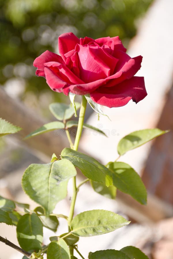 Very beautiful Red rose stock image. Image of petal - 194566701