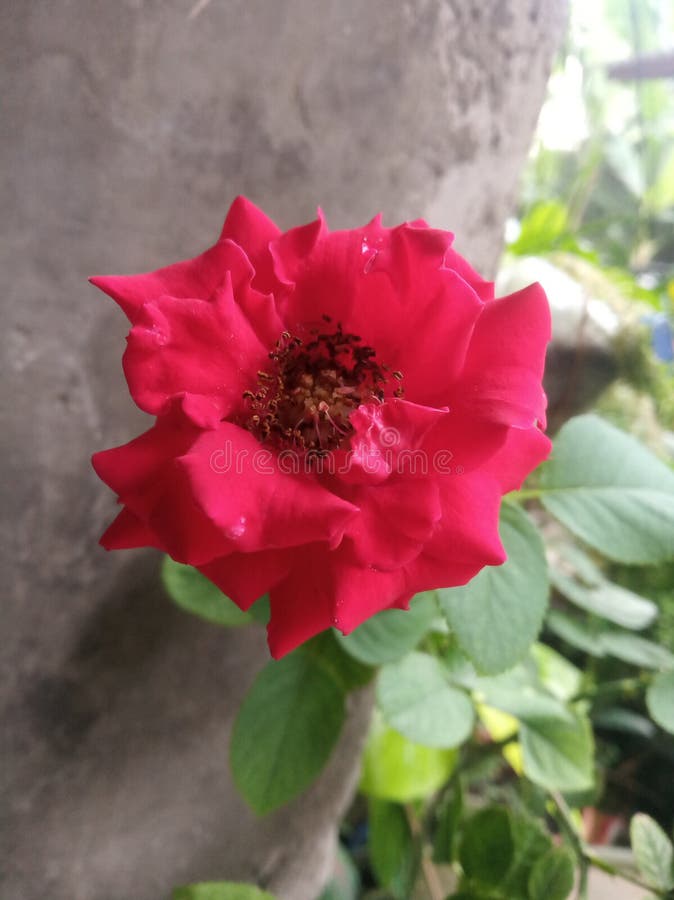 Very beautiful red rose stock image. Image of beautiful - 266382047